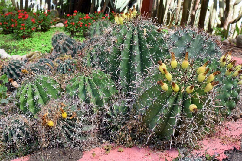 Matorrales del cactus foto de archivo. Imagen de macro - 52157392