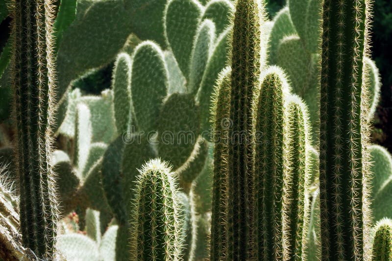 Matorrales Del Cactus En Parque Nacional De Saguaro En La Puesta Del ...