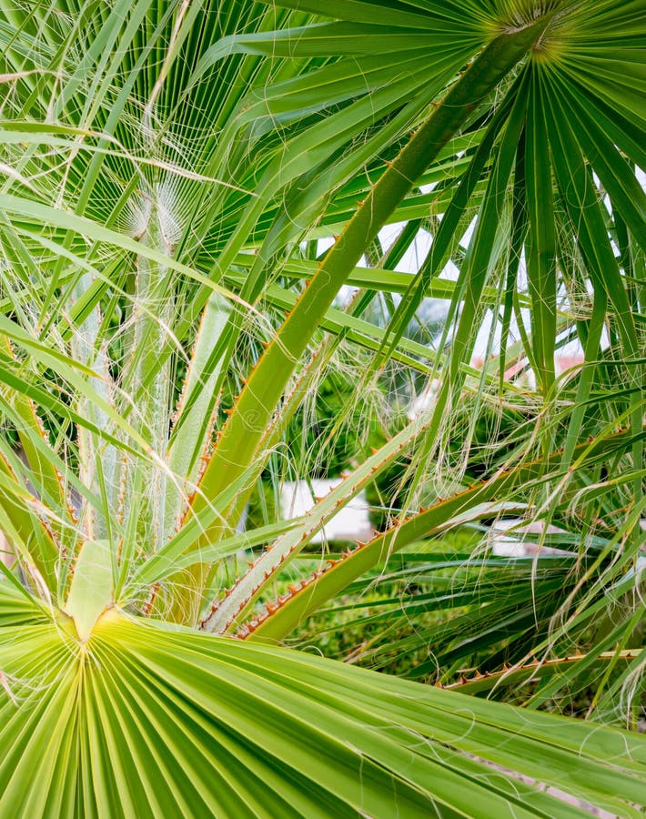 Matorrales De La Palma, Hojas, Arbustos Aislados En El Fondo Blanco ...