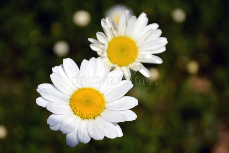 Matricaria Chamomile Flower. Stock Photo - Image of flowers, flowering ...