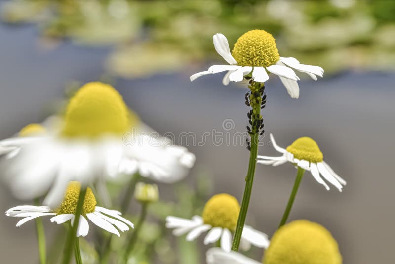 Matricaria Chamomilla and Aphidoidea Stock Image - Image of aphidoidea ...