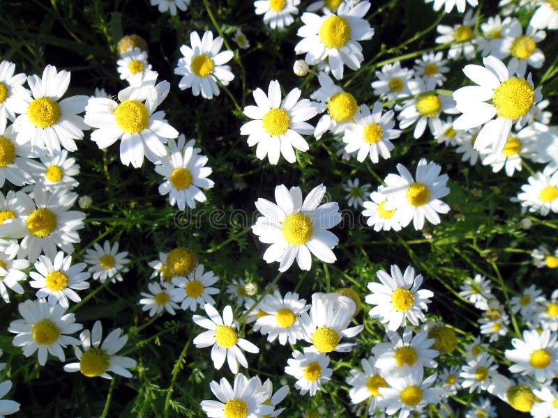 3,432 White Matricaria Flowers Stock Photos - Free & Royalty-Free Stock ...