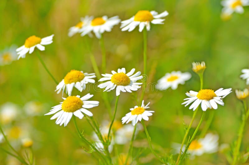 3,432 White Matricaria Flowers Stock Photos - Free & Royalty-Free Stock ...