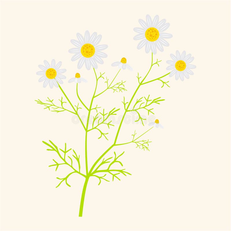 Matricaria stock vector. Illustration of decor, chamomile - 106688396