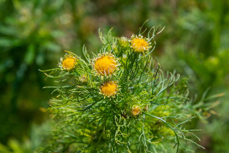 Matricaria Chamomilla on Wildflower Meadow Stock Image - Image of ...