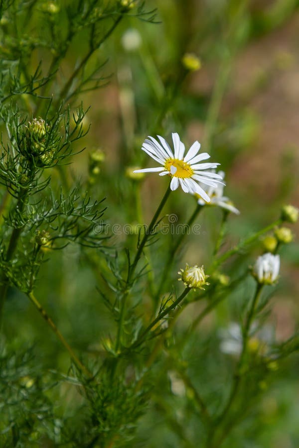Matricaria Chamomilla on Wildflower Meadow Stock Photo - Image of ...