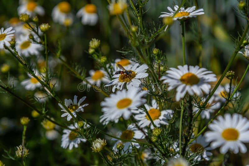 Matricaria Chamomilla on Wildflower Meadow Stock Image - Image of bloom ...