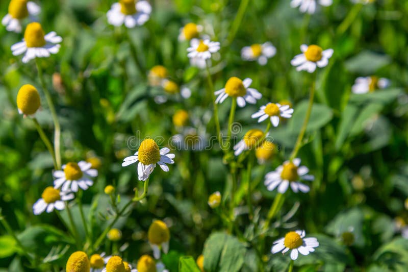 Matricaria Chamomilla on Wildflower Meadow Stock Photo - Image of grass ...