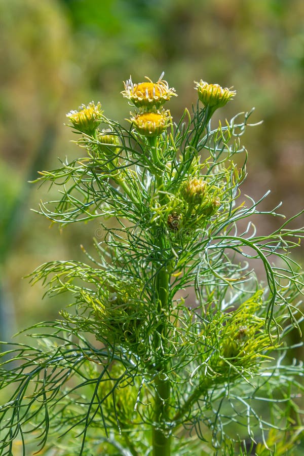 Matricaria Chamomilla on Wildflower Meadow Stock Image - Image of ...
