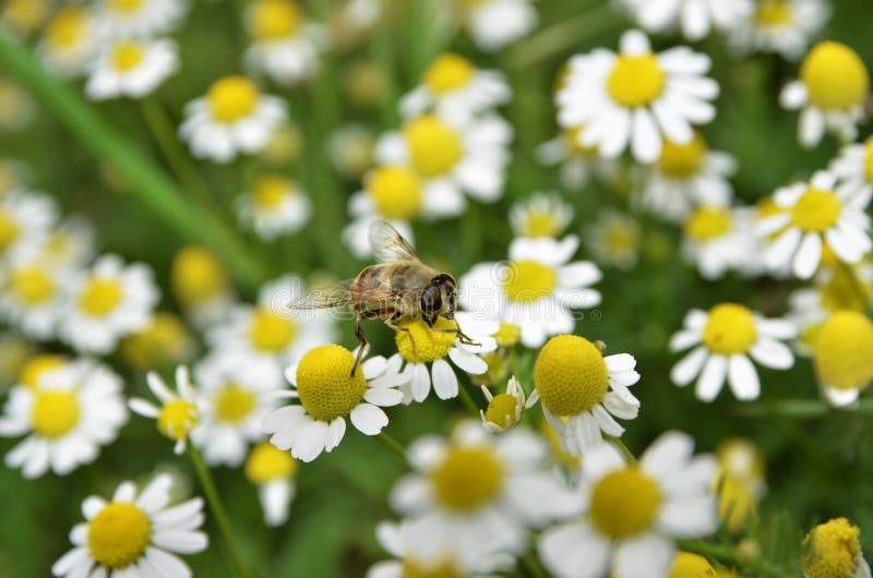 Matricaria recutita stock photo. Image of floral, bright - 25036376