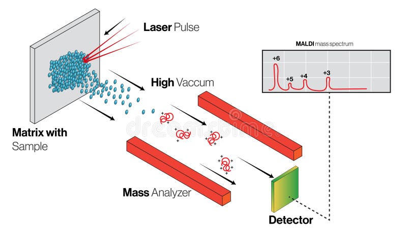Matrix Assisted Laser Desorption Ionization MALDI Working Principle and ...