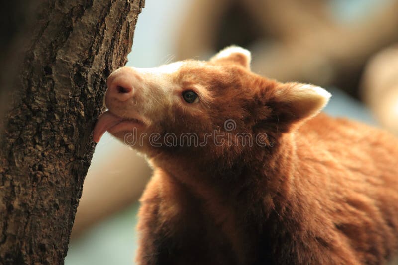 Matschie s tree-kangaroo stock photo. Image of guinea - 26860824