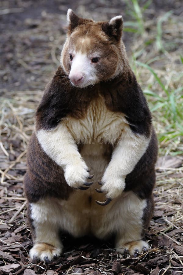 Sleeping Kangaroo stock photo. Image of australian, animal - 79096