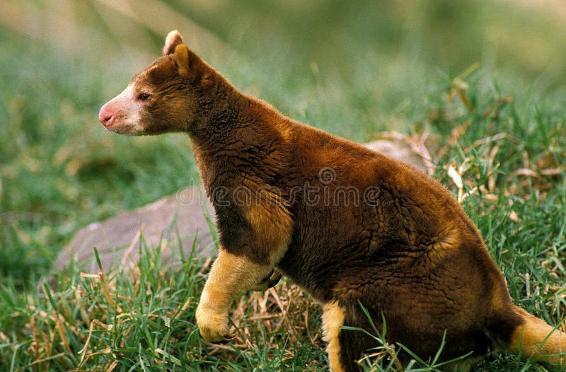 Matschie`s Tree Kangaroo, Dendrolagus Matschiei, Adult Standing On ...
