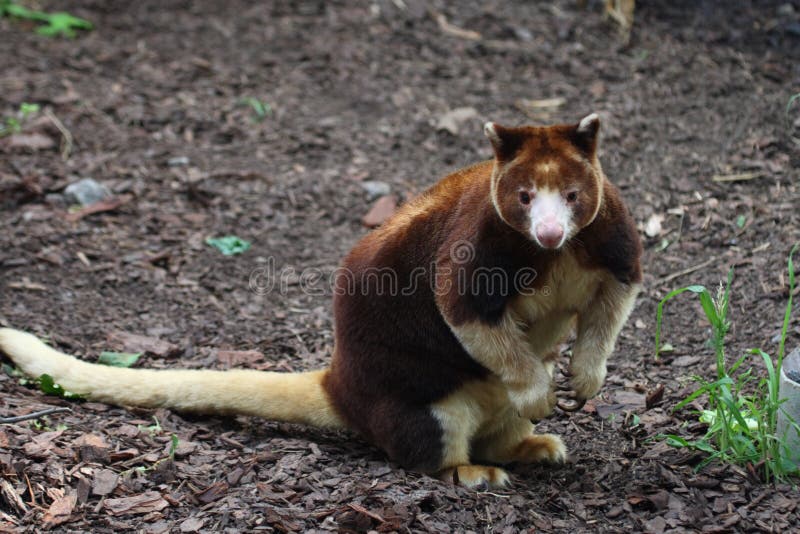 Matschie tree kangaroo stock photo. Image of australasia - 11155118