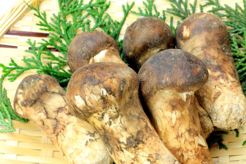 Matsutake mushroom stock image. Image of food, advanced - 21825155