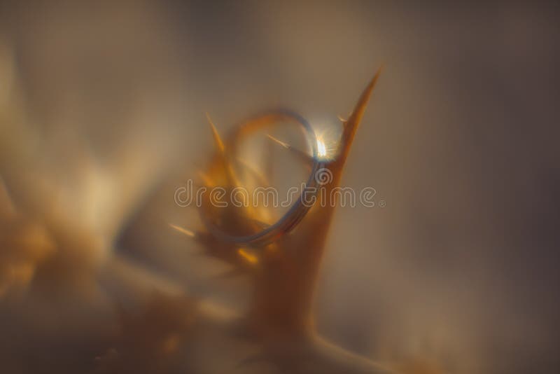 Matte Macro Golden Ring on the Tree Branch Stock Image - Image of macro ...