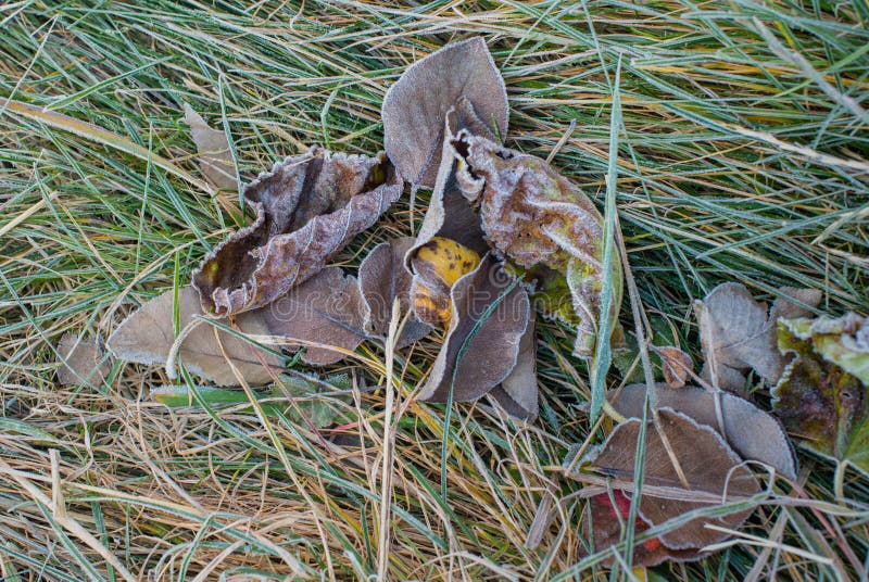 A Matte, Withered Burgundy Walnut Leaf on the Grass Stock Image - Image ...
