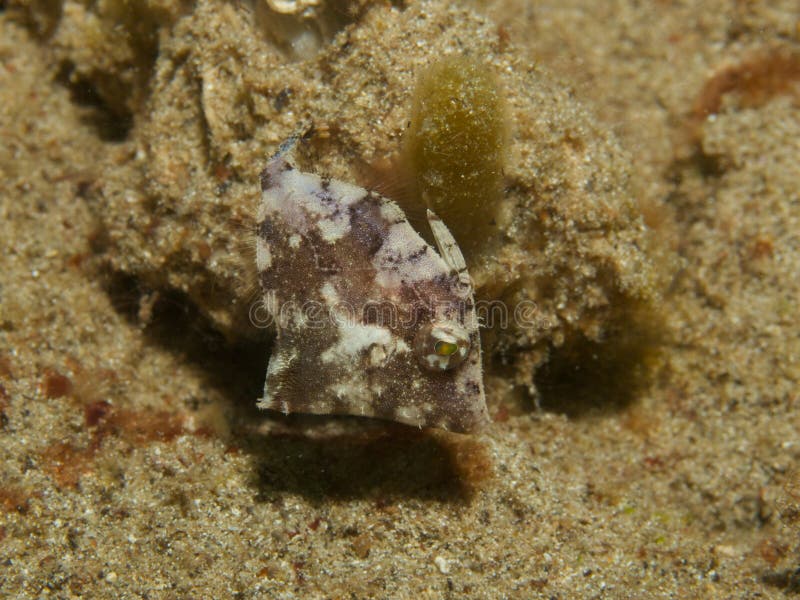 Matted Filefish stock image. Image of nature, tropical - 33093589
