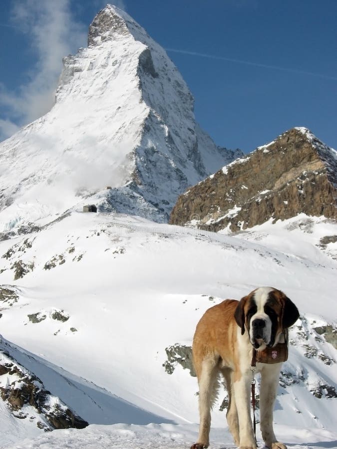 St Bernards Przy Matterhorn Obraz Stock - Obraz złożonej z bernard ... St Bernards Przy Matterhorn Obraz Stock - Obraz złożonej z bernard ...