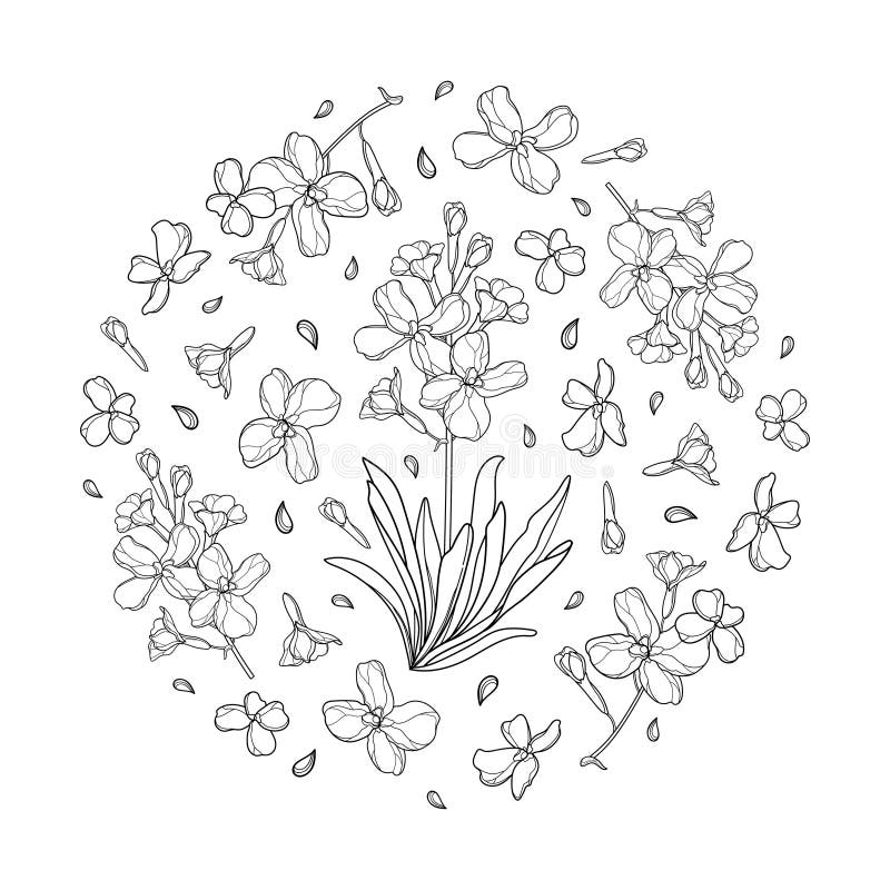 Vector Round Bunch with Outline Matthiola or Brompton Stock Flower, Bud ...