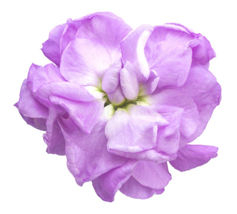 Matthiola flower stock image. Image of perfume, flower - 120227073
