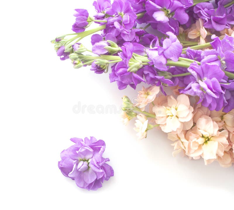 Matthiola flower stock image. Image of fragrant, elegant - 120226957