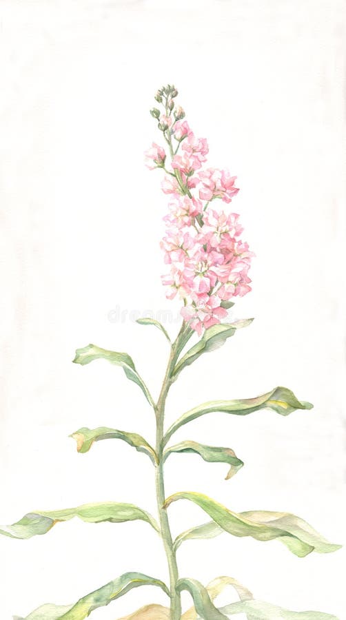 1,233,000+ Matthiola incana Free Stock Photos - StockFreeImages