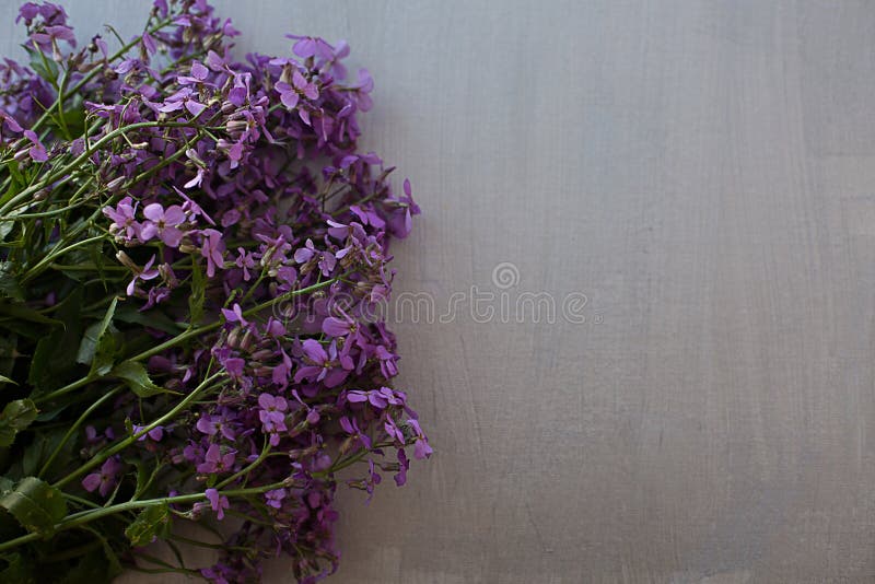 Matthiola Lilac with Green Leaves on a Gray Textured Background Stock ...