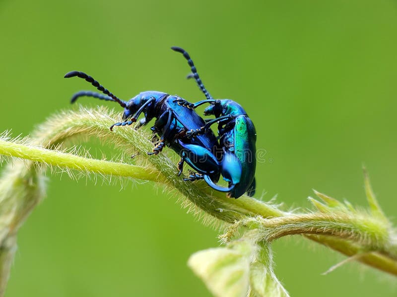 Frog bettle matting stock image. Image of bettle, frog - 106460727