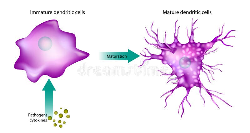 Pathogens Cytokines Stock Illustrations – 53 Pathogens Cytokines Stock ... Pathogens Cytokines Stock Illustrations – 53 Pathogens Cytokines Stock ...