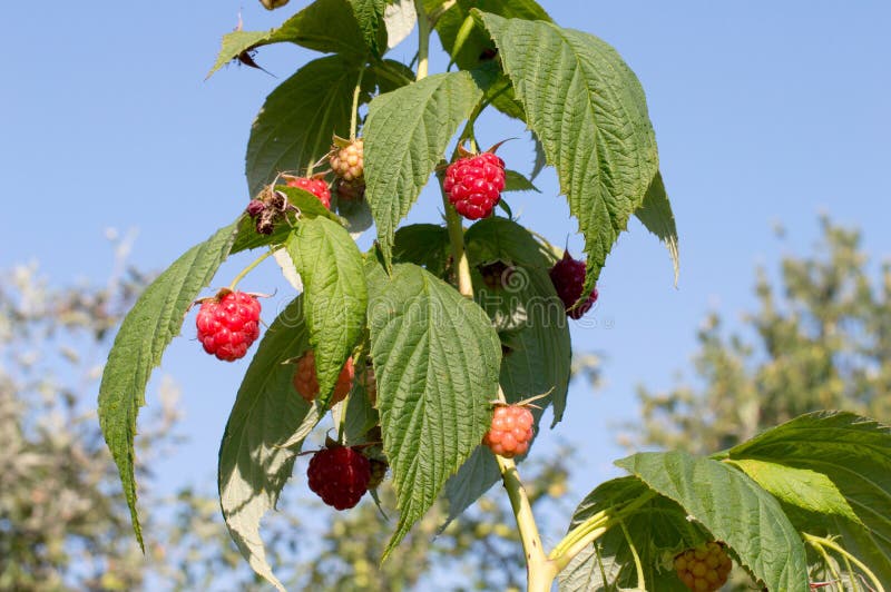 Maturation of Red Raspberries Growing on a Branch Stock Photo - Image ...