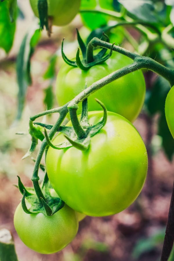 Evolution Of Red Tomato - Maturing Process Of The Fruit Stock Photo ...