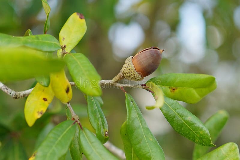 Acorn Seedling Stock Photos - Download 480 Royalty Free Photos