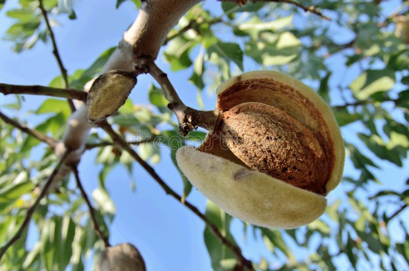 Almond Fruits in a Prunus Dulcis Tree Stock Photo - Image of bright ...