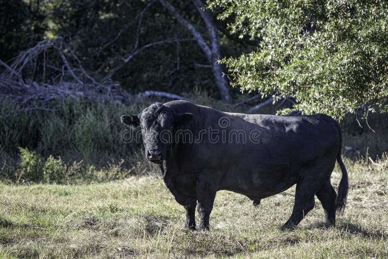 Mature Angus bull stock photo. Image of imposing, country - 258447268
