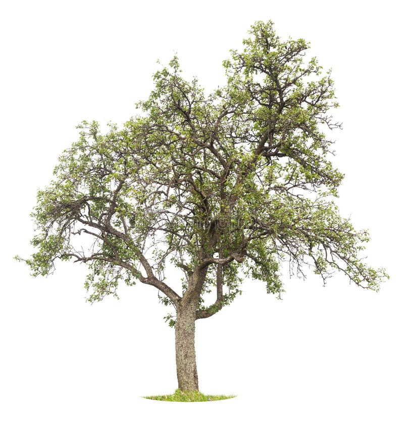 Tall Mature Apple Tree Stock Photos - Free & Royalty-Free Stock Photos ...