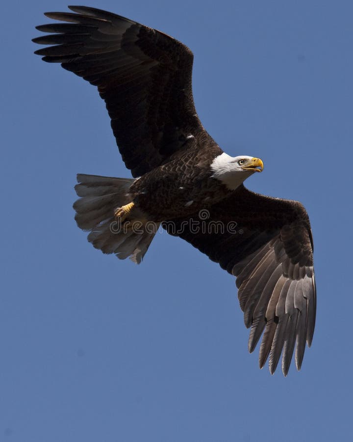 Mature bald eagle stock image. Image of wildlife, mature - 13413333