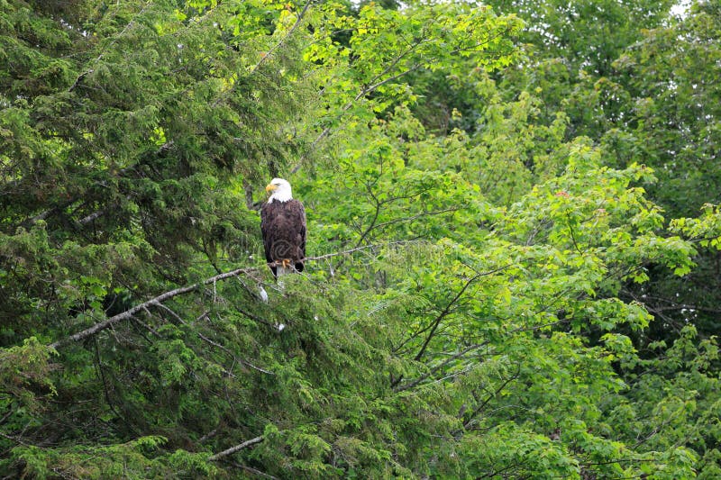 Mature Bald Eagle Perched in a Pine Tree Overlooking a Lake Stock Image - Image of nature ...