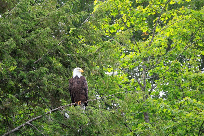 Mature Bald Eagle Perched in a Pine Tree Overlooking a Lake Stock Image - Image of freedom ...