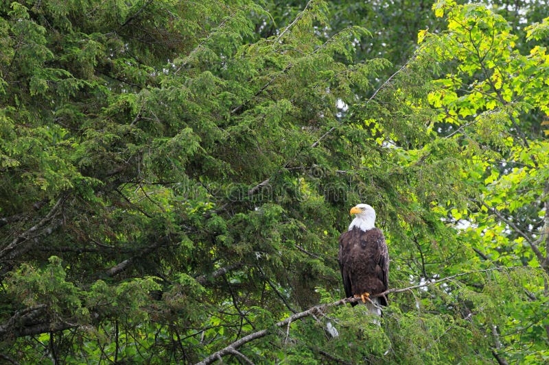 Mature Bald Eagle Perched in a Pine Tree Overlooking a Lake Stock Image - Image of perching ...