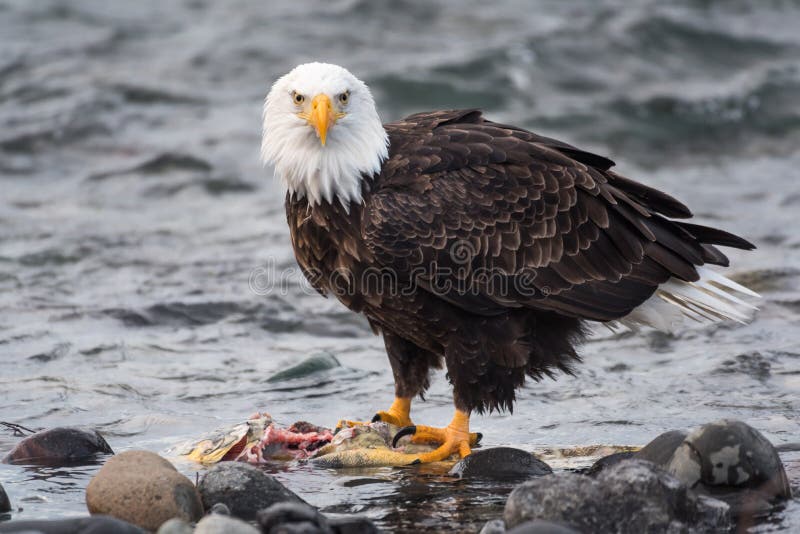 Mature Bald Eagle Standing on a Chum Salmon Stock Photo - Image of ...
