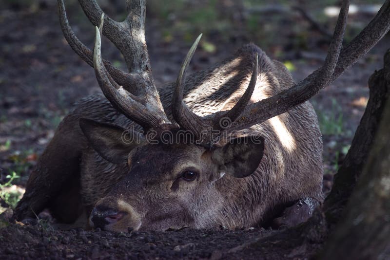 A Mature Red Stag Lying Down Stock Image - Image of mating, grass ...
