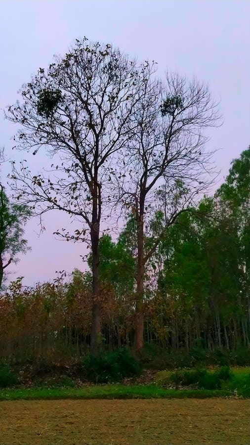 Mature big tree editorial image. Image of hand, cupboard - 179723330