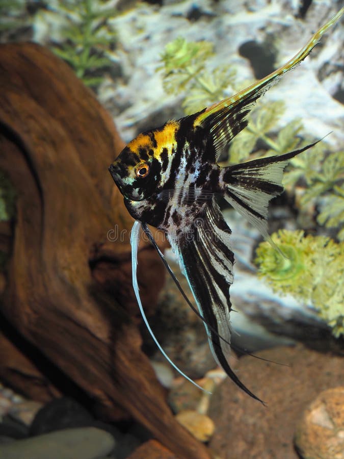 Mature Black and Yellow Long Finned Angel Fish Stock Photo - Image of ...