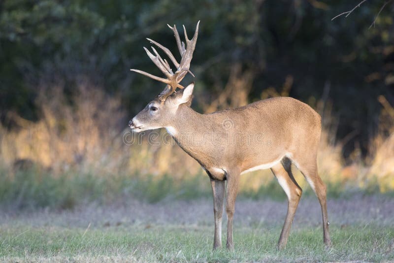 Tall Typical Whitetail Buck in Fall Stock Image - Image of curl ...