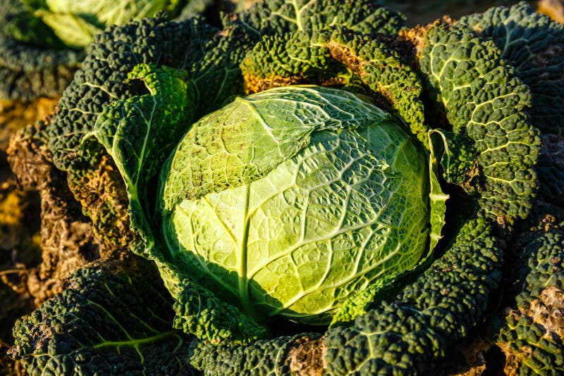Mature Cabbage in the Field Stock Image - Image of healthy, grow: 176872445