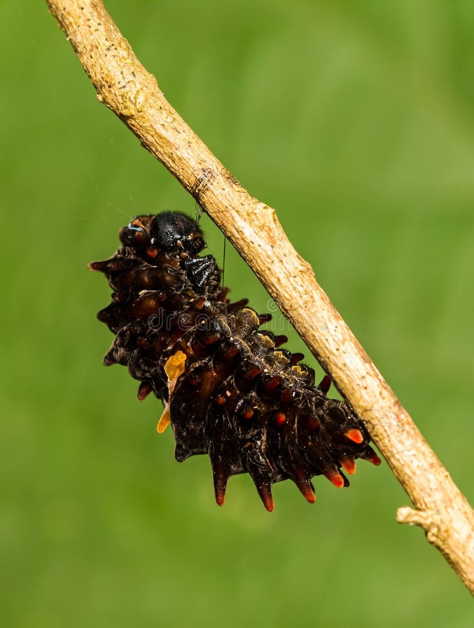 Mature Caterpillar of Common Windmill Butterfly Stock Photo - Image of ...