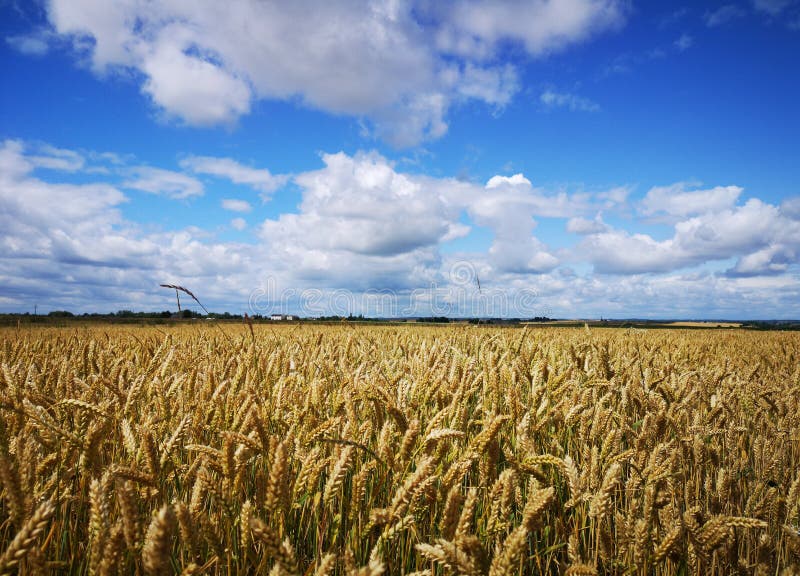 Mature Cereal Field stock image. Image of mature, cereal - 152826025
