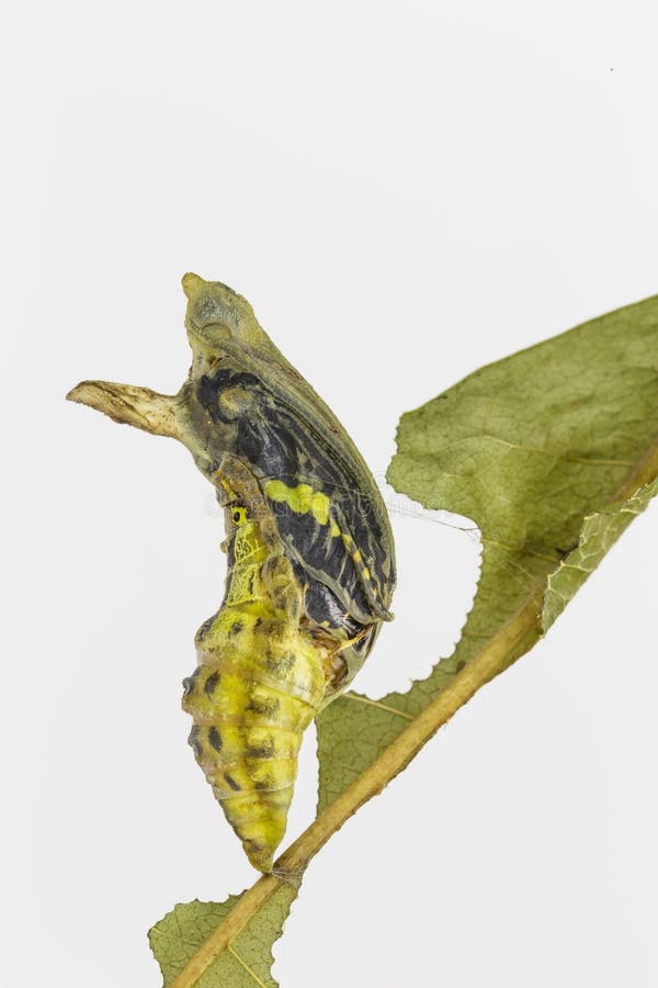 Mature Chrysalis of Commander Butterfly on Leaf Stock Image - Image of ...